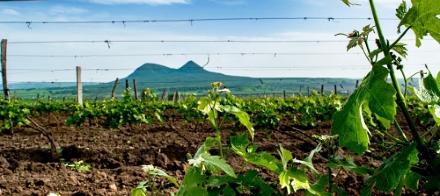 Батрак, Ставрополь | Купить вино Батрак через сайт
